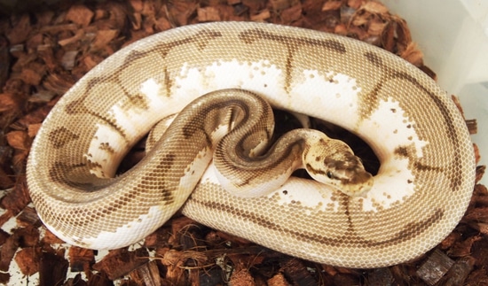 Hornet 100% Het Orange Ghost Ball Python by Kicks Balls