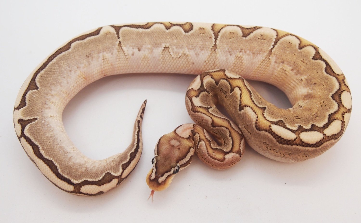 Bamboo Pastel Woma Ball Python by Kicks Balls - MorphMarket