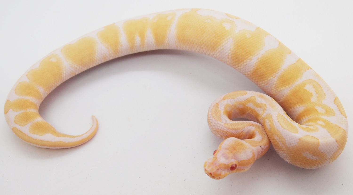 Albino 66% Het Clown Ball Python by Kicks Balls - MorphMarket