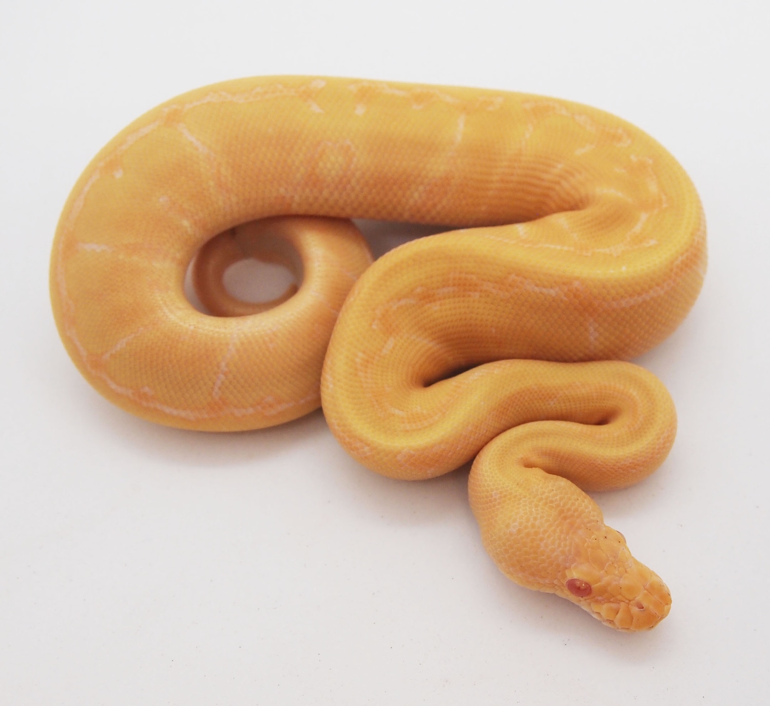 Albino Pinstripe Ball Python by Kicks Balls - MorphMarket