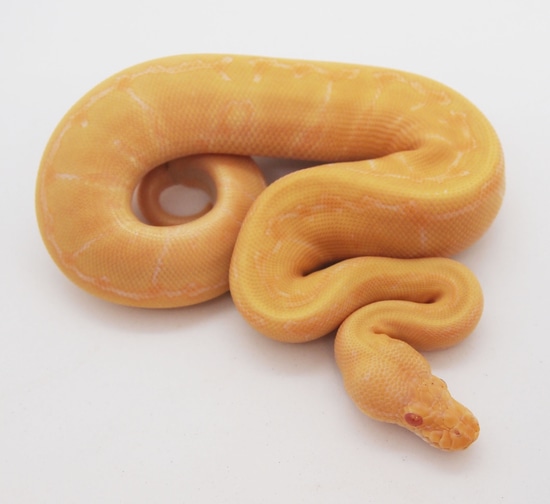 Albino Pinstripe Ball Python by Kicks Balls