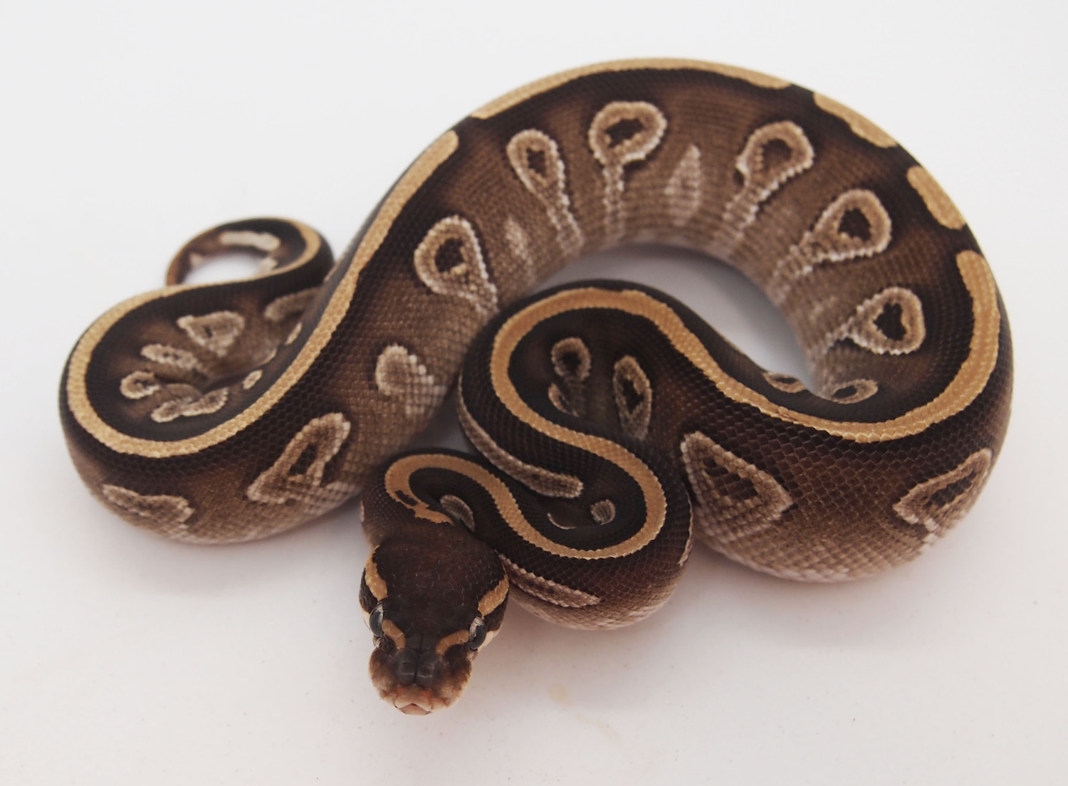 Hieroglyphic Mojave Ball Python by Kicks Balls - MorphMarket