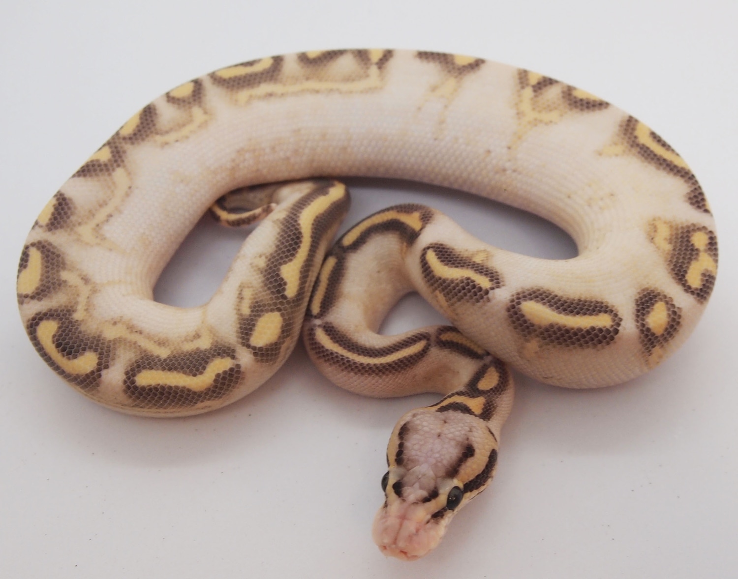 Pastel Highway Ball Python by Kicks Balls - MorphMarket