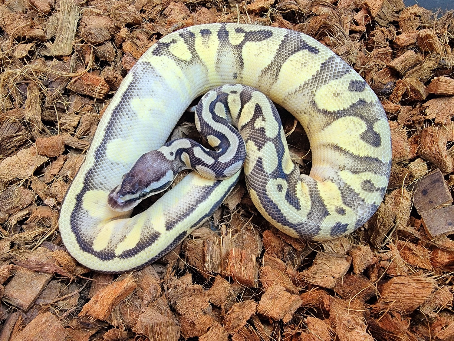 Super Pastel Yellowbelly 100% Het Pied Ball Python by Kicks Balls ...