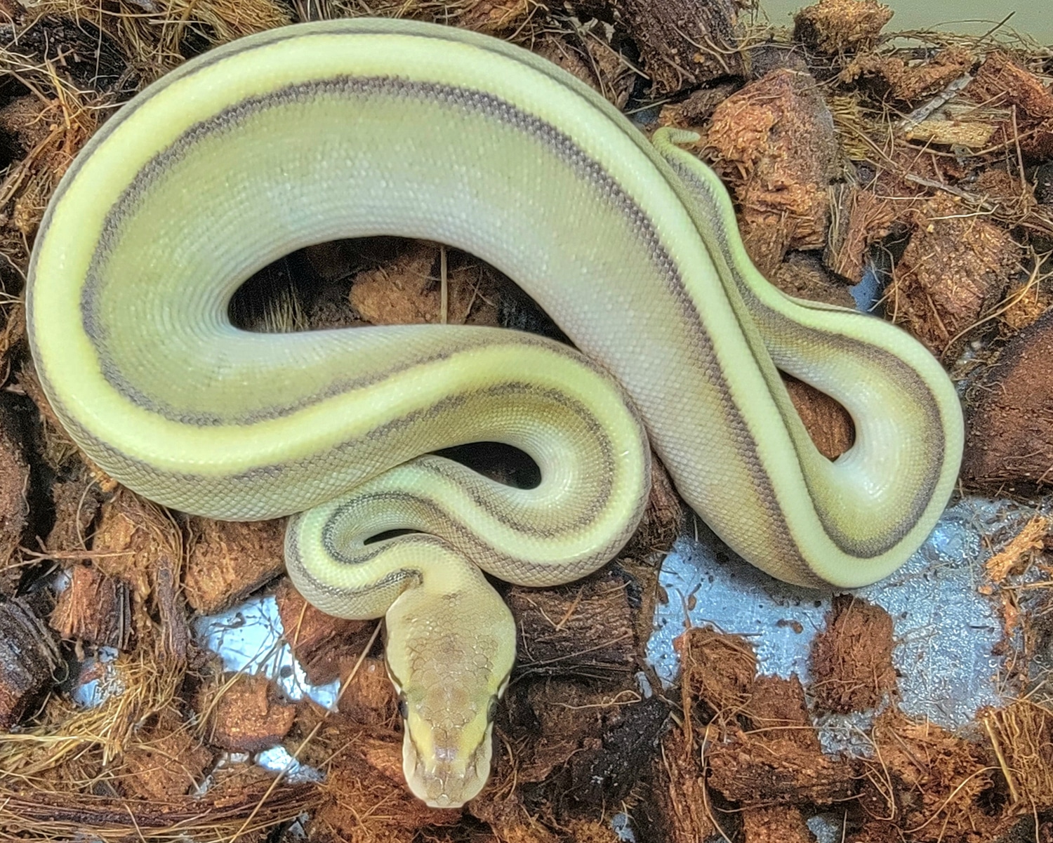 Vanilla Butter Genetic Stripe Ball Python by Kicks Balls - MorphMarket