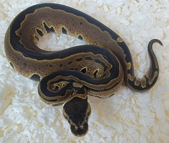 Tri-Stripe Ball Python by Kicks Balls