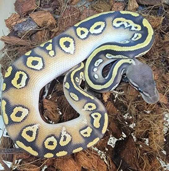 Black Head Pastave Red Gene 100% Het Hypo Ball Python by Kicks Balls