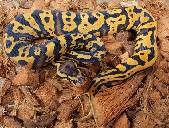 Static Pastel Yellow Belly Ball Python by Kicks Balls