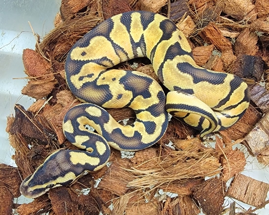 Pastel Enchi Surge Ball Python by Kicks Balls