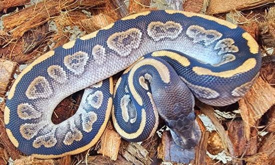 Super Razor Ball Python by Kicks Balls