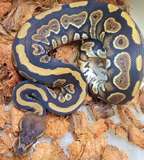 Mahogany Ball Python by Kicks Balls