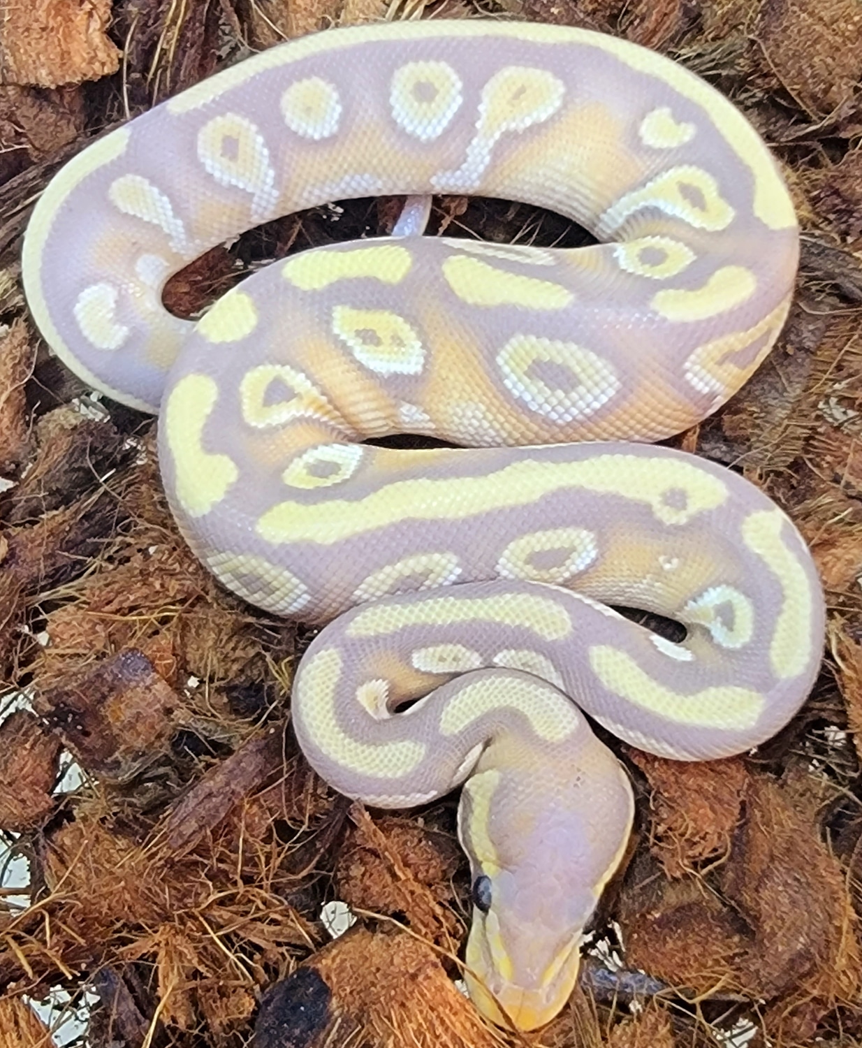Banana Spotnose Mojave Yellow Belly Ball Python by Kicks Balls ...