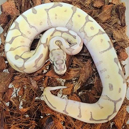 Vanilla Mojave Honeybee Ball Python by Kicks Balls