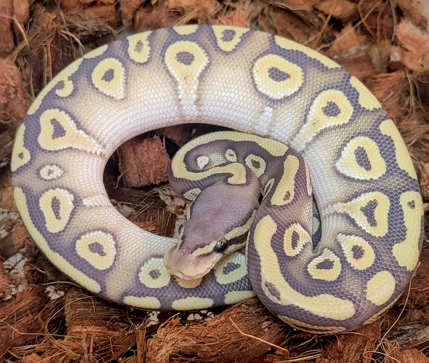 Pastave Hypo Ball Python by Kicks Balls - MorphMarket