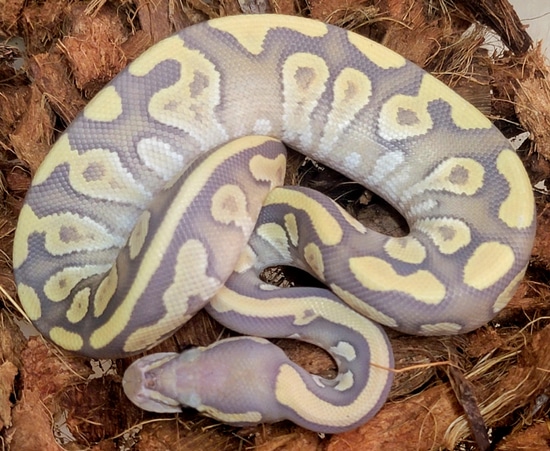 Vanilla Mojave Hypo Ball Python by Kicks Balls