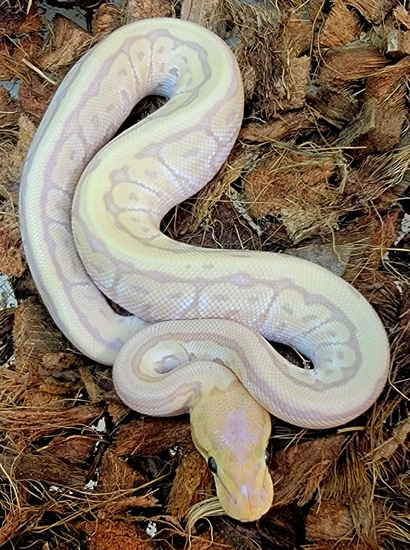 Banana Jigsaw Ball Python by Kicks Balls