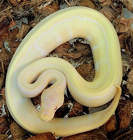 Albino Pinstripe Ball Python by Kicks Balls