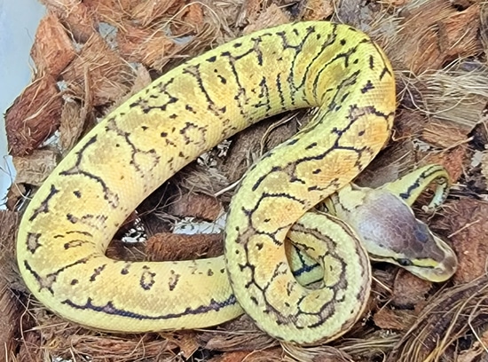 Lemonblast Yellow Belly Ball Python by Kicks Balls