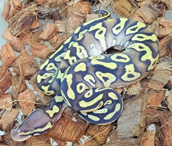 Pastave Ball Python by Kicks Balls