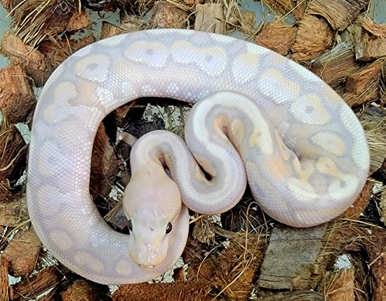 Banana Cinnamon Hidden Gene Woma Ball Python by Kicks Balls
