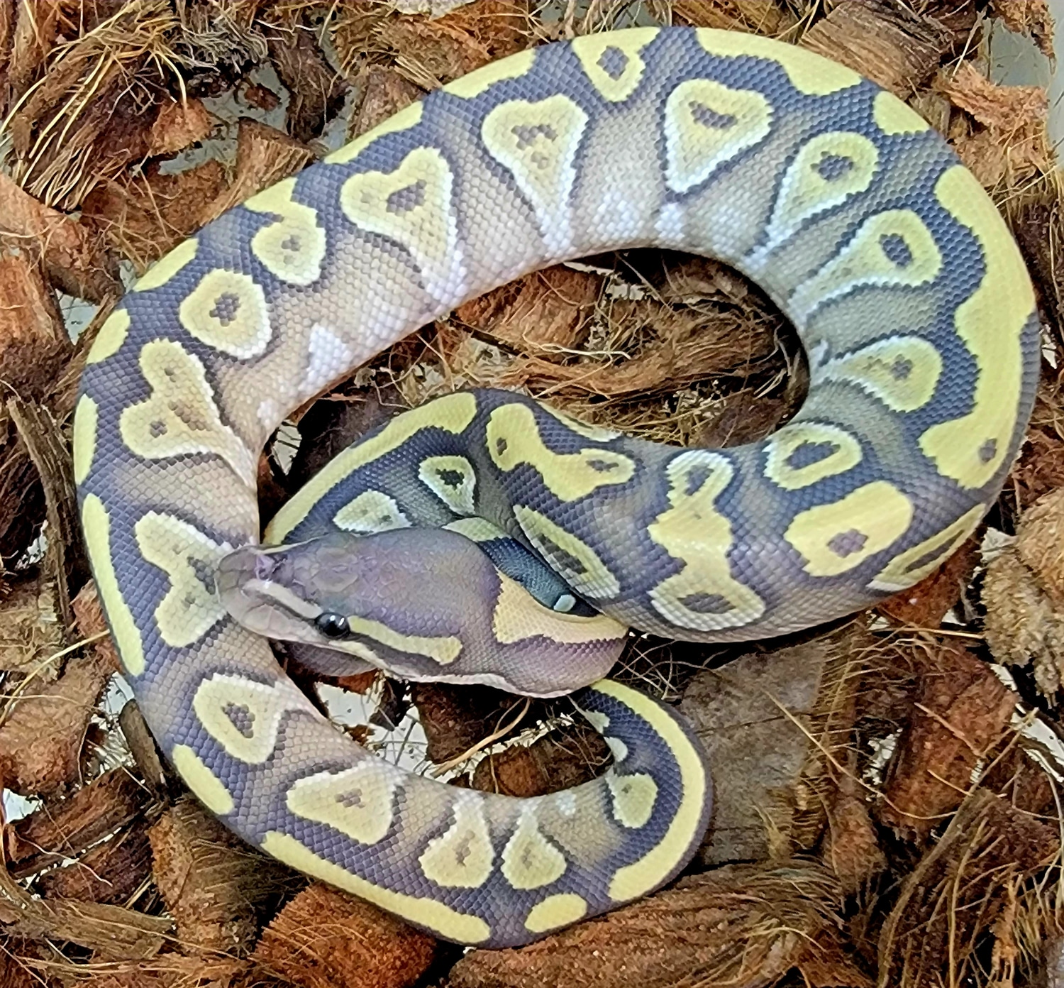 Mojave Hypo Ball Python by Kicks Balls - MorphMarket