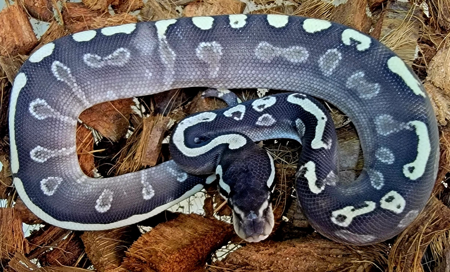 GHI Lesser Yellow Belly Ball Python by Kicks Balls - MorphMarket