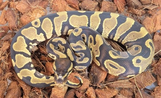 Yellow Belly 100% Het Desert Ghost Ball Python by Kicks Balls