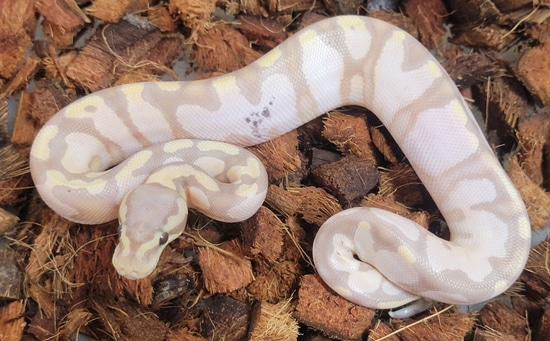 Banana Sugar Pastel Paradox Ball Python by Kicks Balls