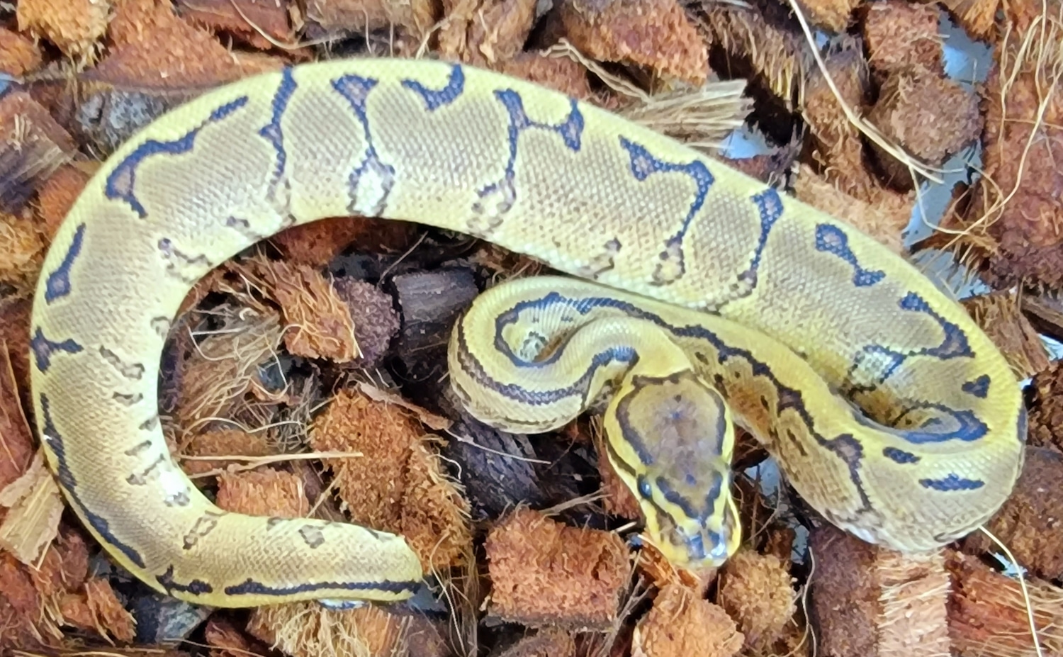 Pinstripe Yellow Belly Ball Python by Kicks Balls - MorphMarket