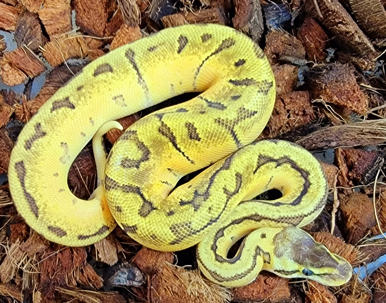 Enchi Lemonblast Surge Yellow Belly Ball Python by Kicks Balls ...