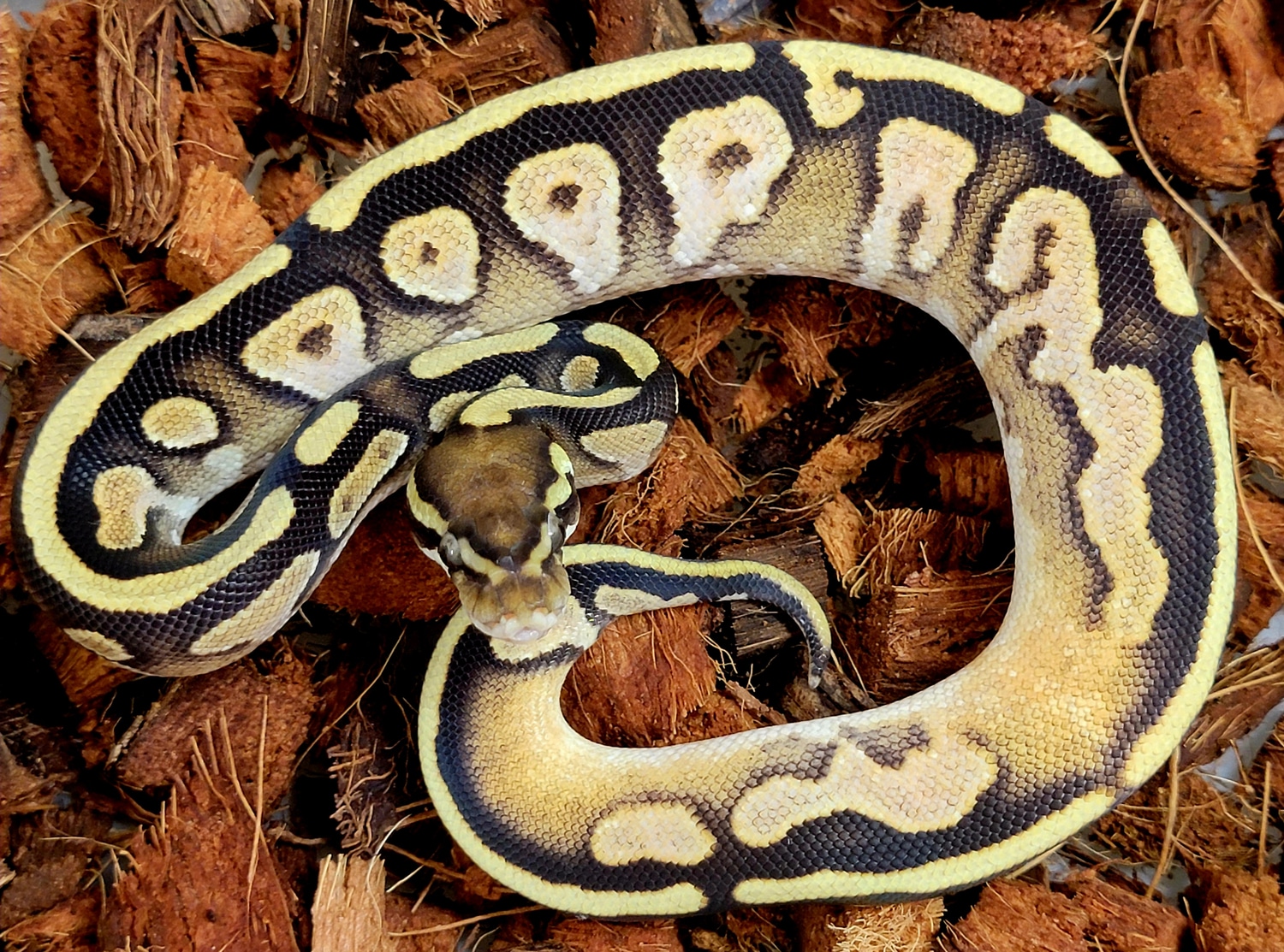 Spotnose Mojave Calico Yellow Belly Ball Python by Kicks Balls ...