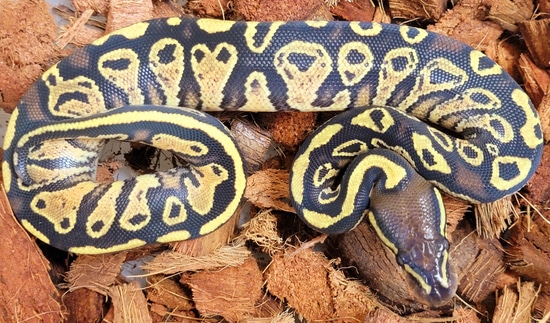 Hurricane Yellow Belly Ball Python by Kicks Balls