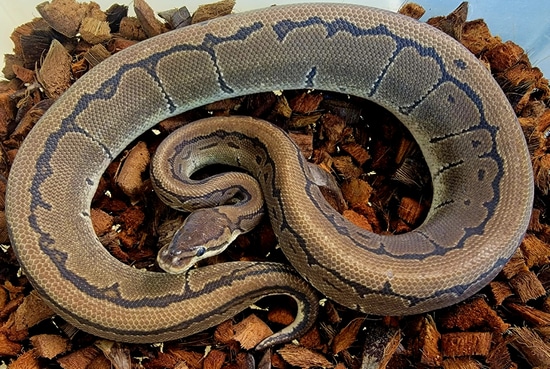 Pinstripe 100% Het Sunset Ball Python by Kicks Balls