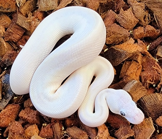 Blue Eyed Lucy Ball Python by Kicks Balls