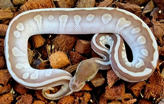 Soul Sucker Ball Python by Kicks Balls