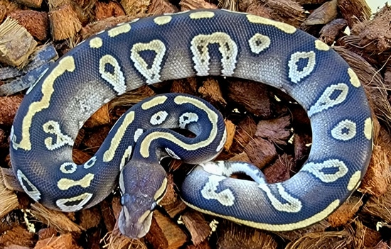 Mojave Chocolate Ball Python by Kicks Balls