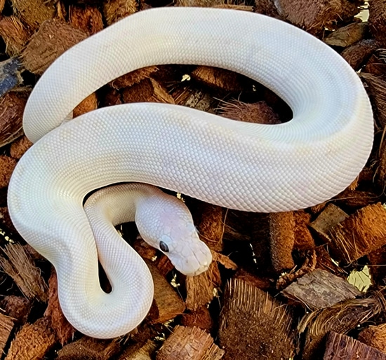 Blue Eyed Lucy Ball Python by Kicks Balls