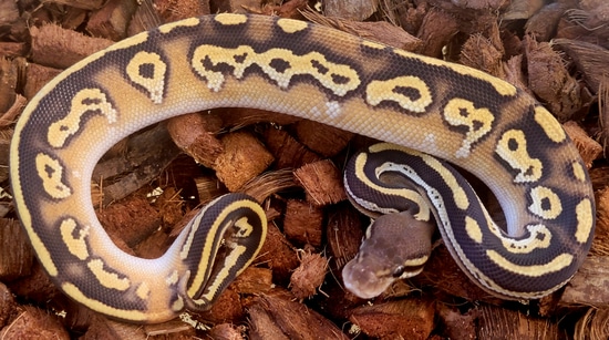 Black Head Pastave Red Gene Ringer Gene 100% Het Hypo Ball Python by ...