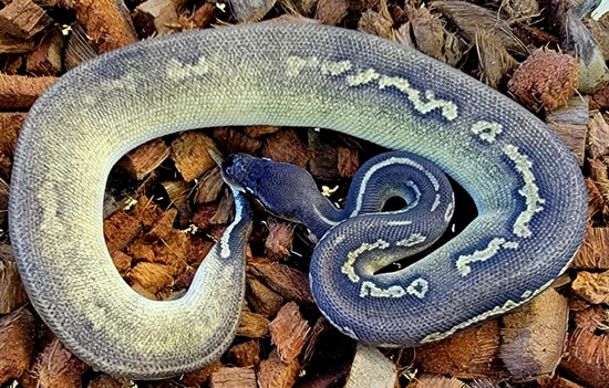 Blackhead Mojave Red Gene Ringer Gene 100% Het Hypo Ball Python by ...