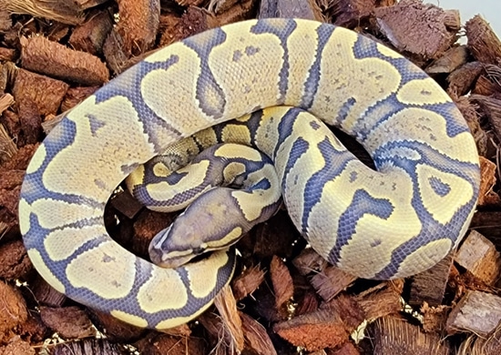 Vanilla Hypo Ball Python by Kicks Balls