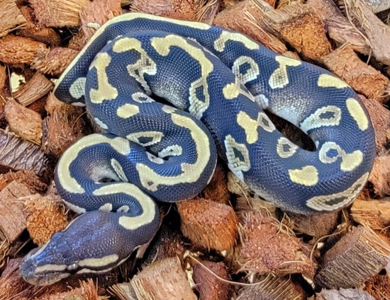 Mojave Chocolate Ball Python by Kicks Balls