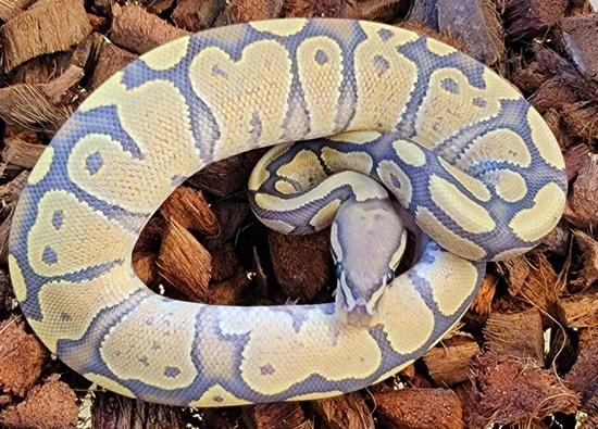 Vanilla Hypo Ball Python by Kicks Balls
