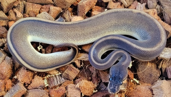 Cinnamon Mojave Genetic Stripe Ball Python by Kicks Balls