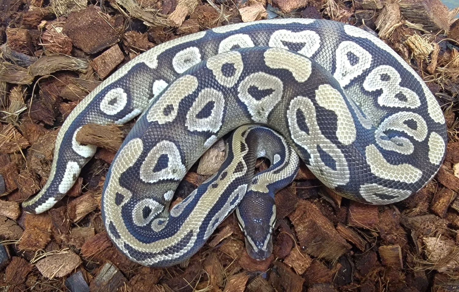 Mojave 100% Het Tri-Stripe Ball Python by Kicks Balls - MorphMarket
