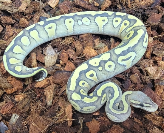 Pastave Hypo Ball Python by Kicks Balls