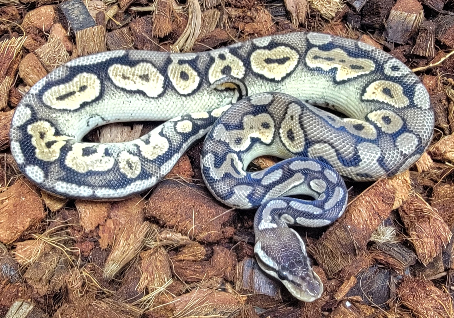 Pewter Ball Python by Kicks Balls - MorphMarket