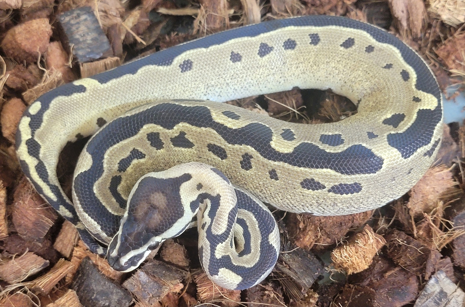 Fire Tri-Stripe Ball Python by Kicks Balls - MorphMarket