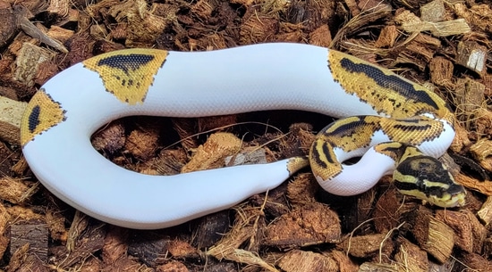 Pumpkin Pied Ball Python by Kicks Balls