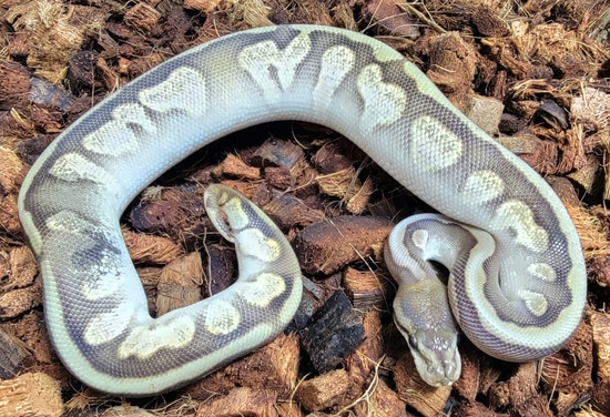 Sugar Mojave HGW Ball Python by Kicks Balls