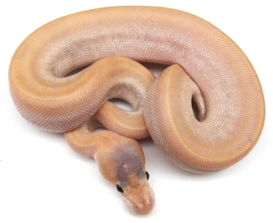 Mojito Ball Python by Kicks Balls